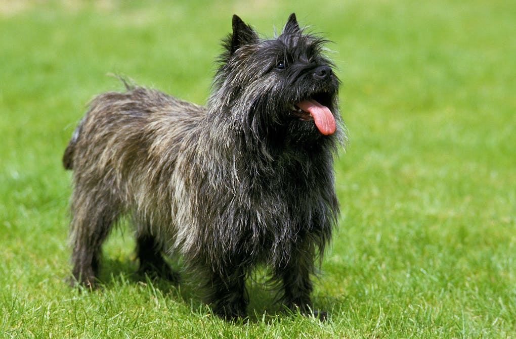 All About Terriers: Get to know the terrier breed group