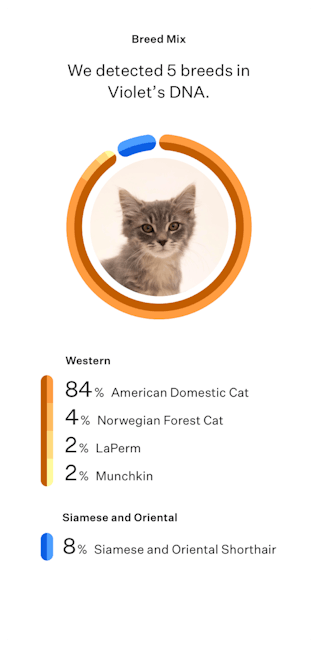 Shop cat DNA tests | Wisdom Panel™ Complete for Cats