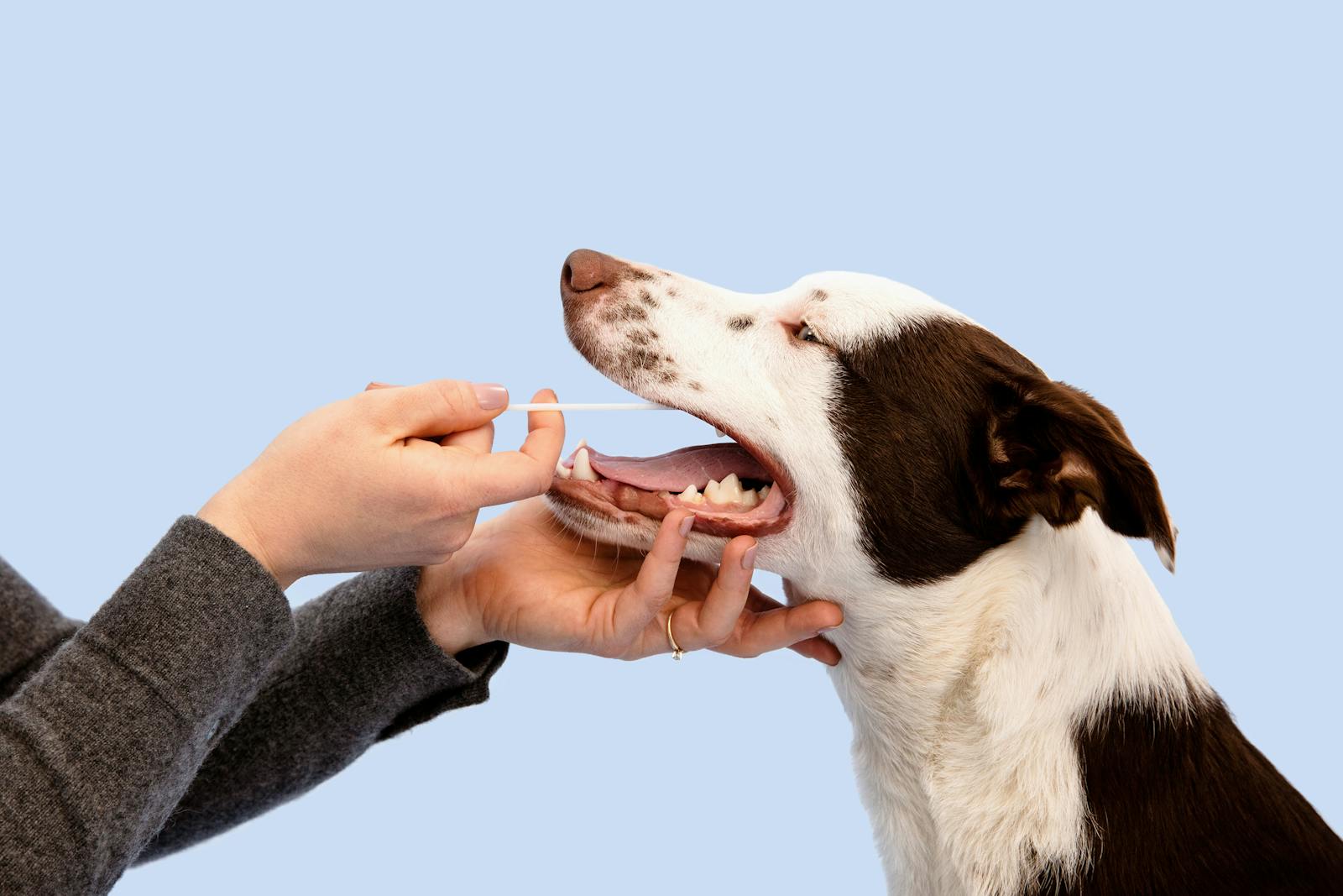 Introducing Wisdom Panel™ Breed Discovery