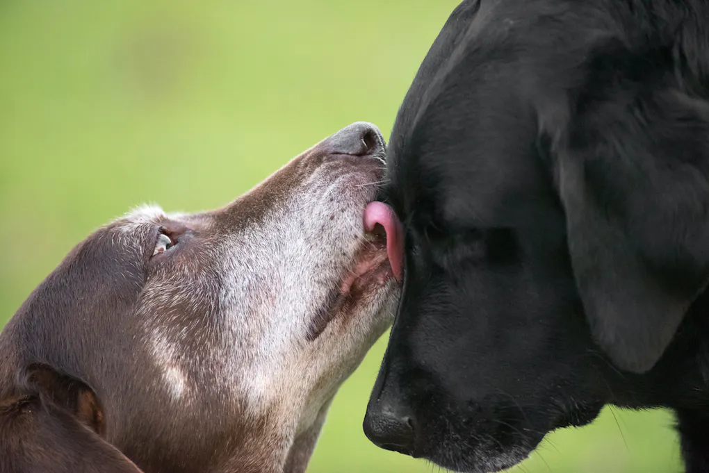 Why dogs lick other dogs or pets