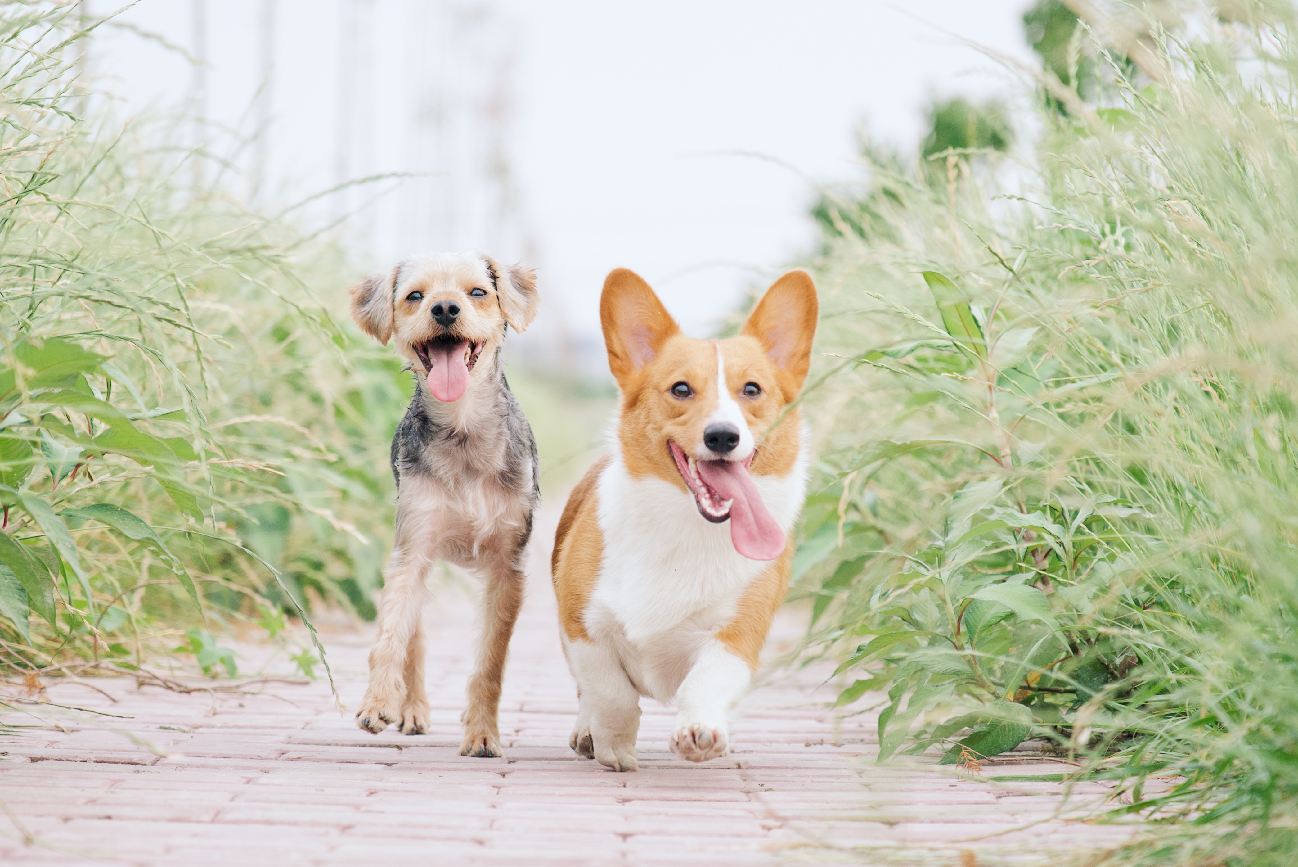 What are the most common genetic diseases in dogs?