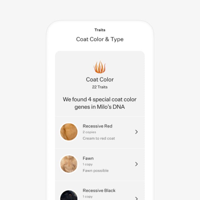 Wisdom Panel™ Essential dog DNA test | Most accurate breed detection