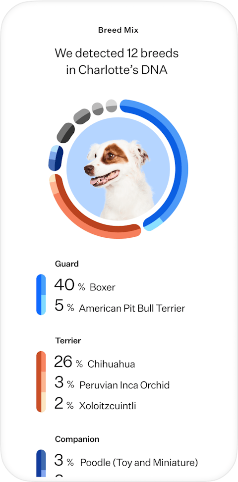 Wisdom Panel™ Essential dog DNA test | Most accurate dog breed test