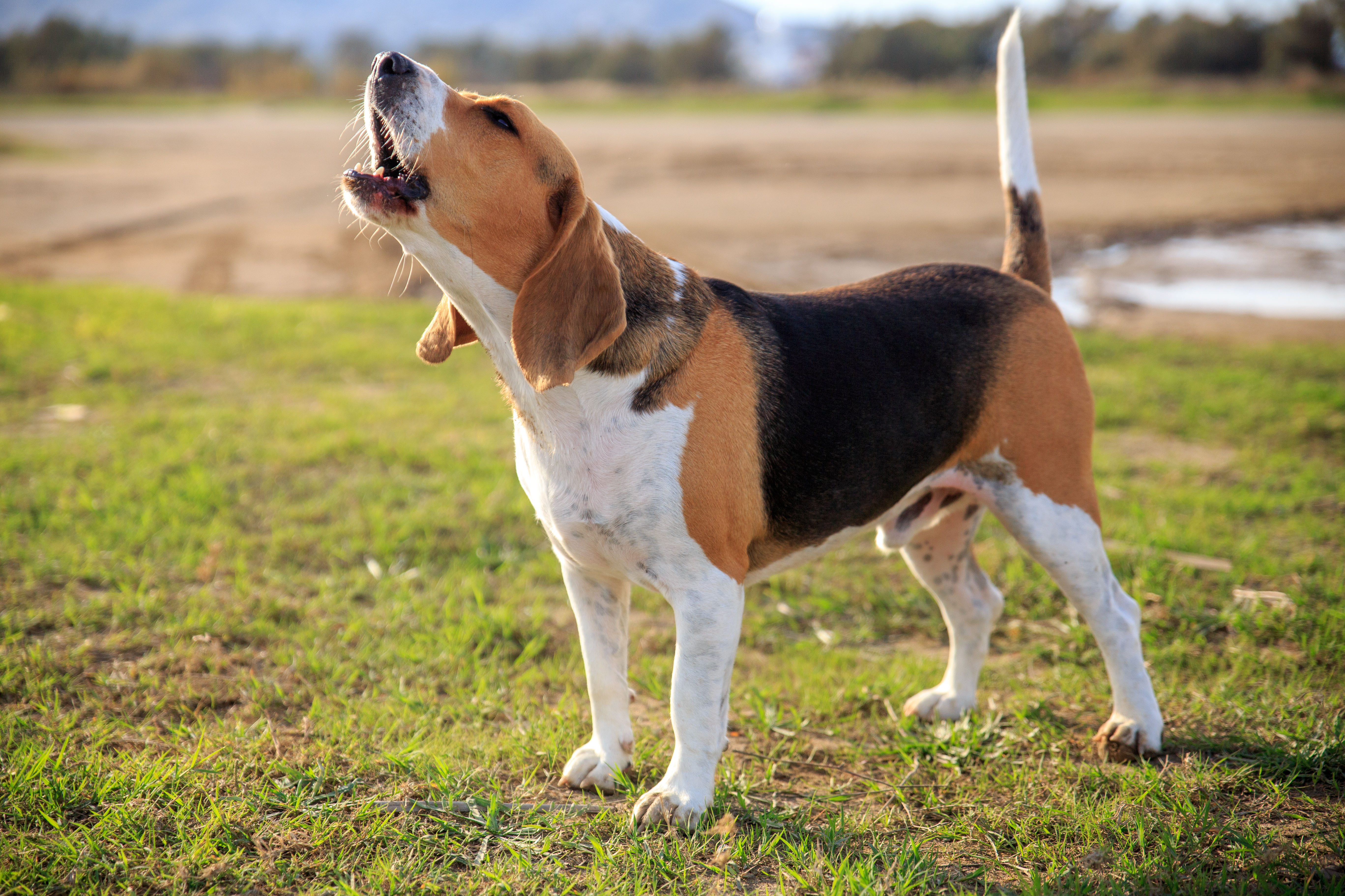 Why do dogs bark, howl—or even yodel?