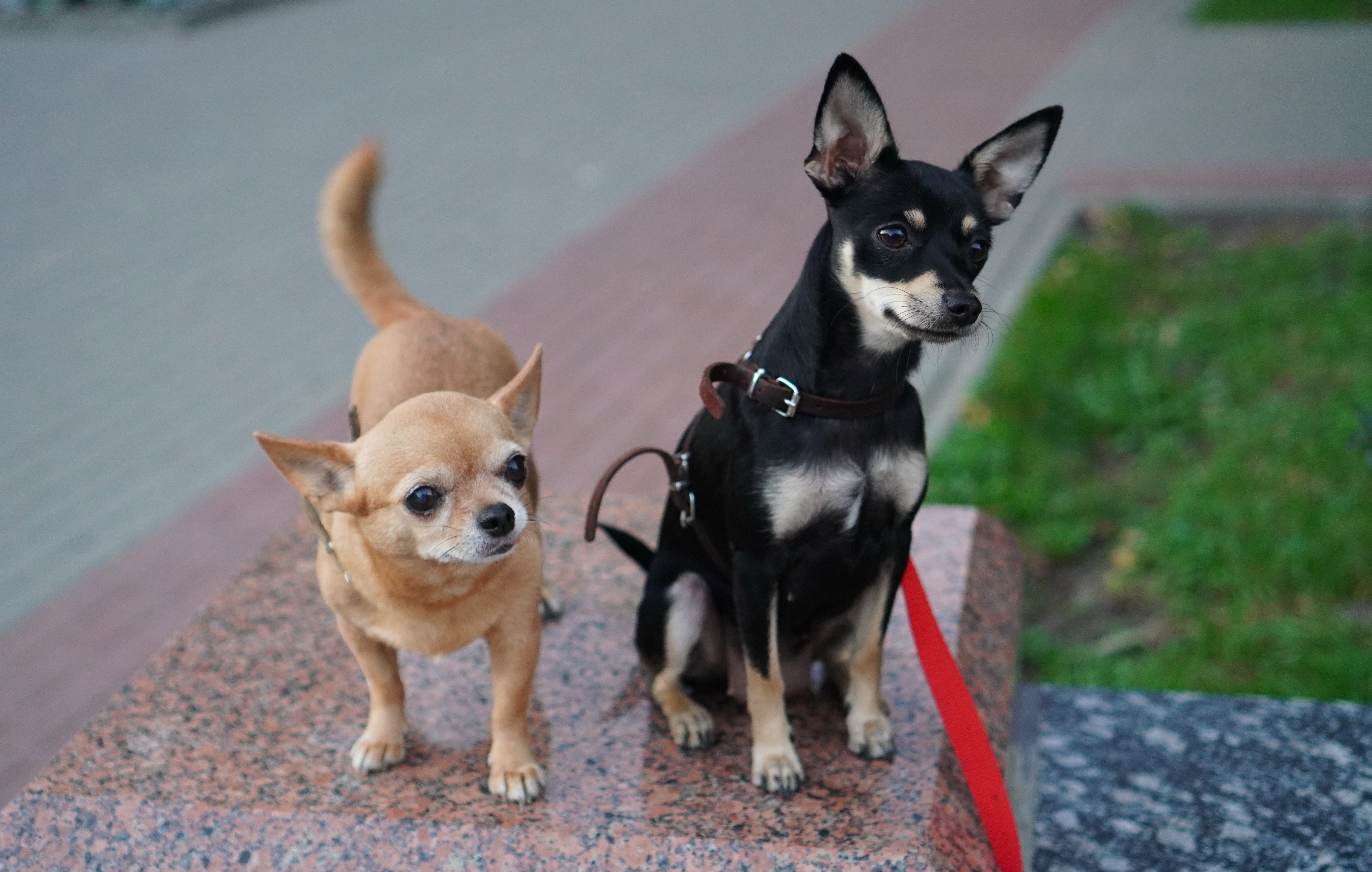 Deer head vs. apple head Chihuahua: understanding the difference