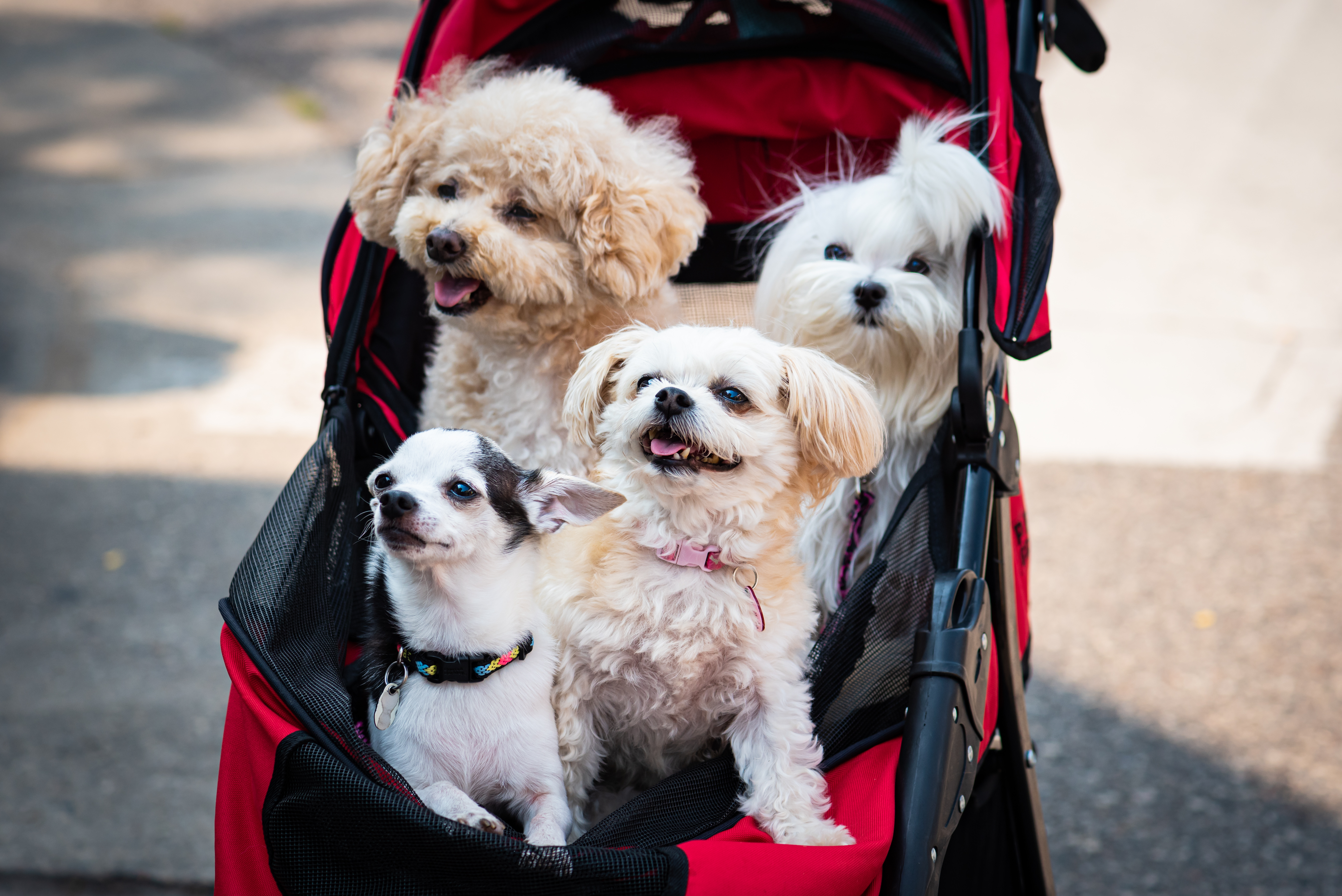 Small Dog Breeds: Characteristics and Care Tips | Wisdom Panel