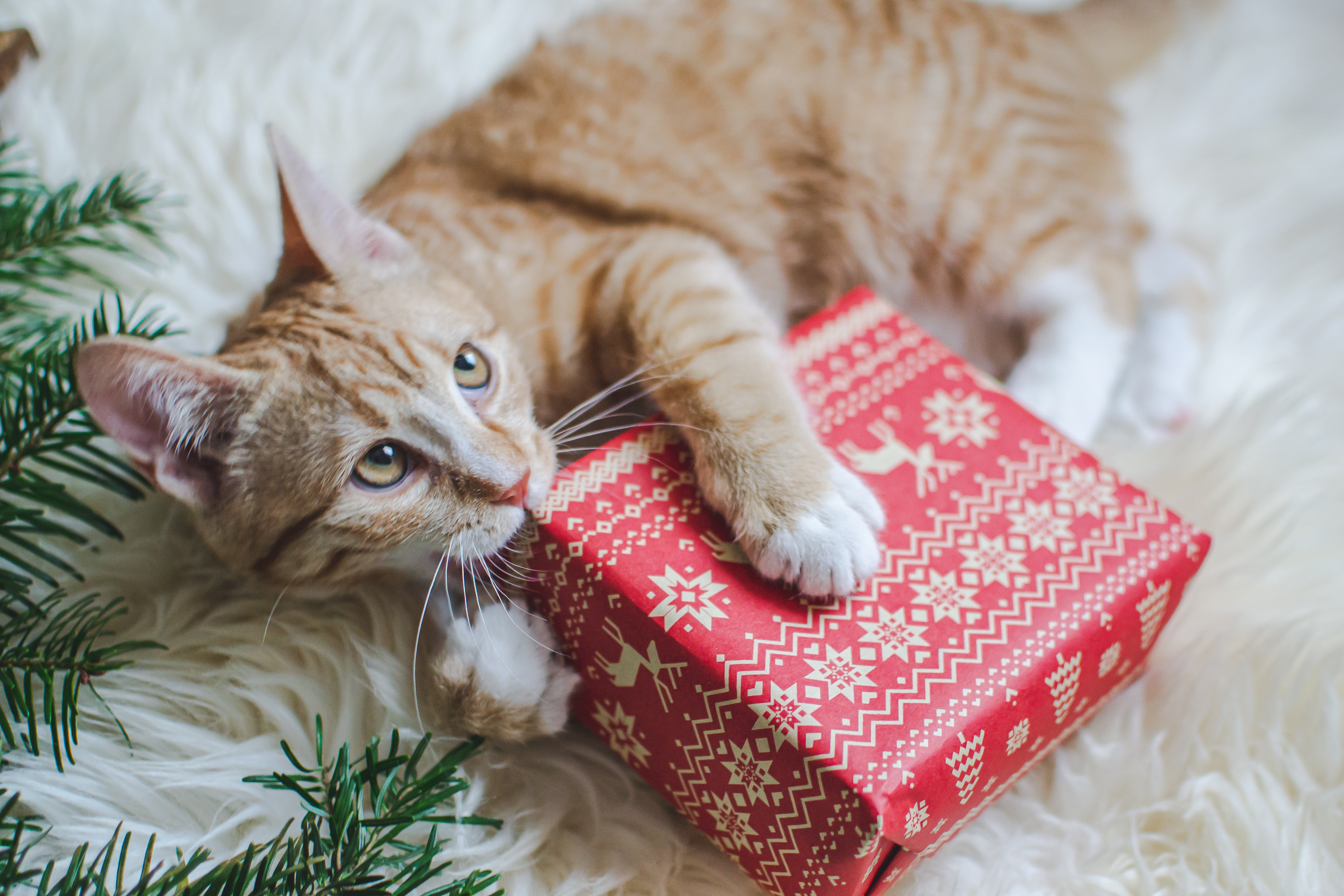 Best Gifts for Cat Lovers 2025 | Christmas Gift Ideas for Cat Parents