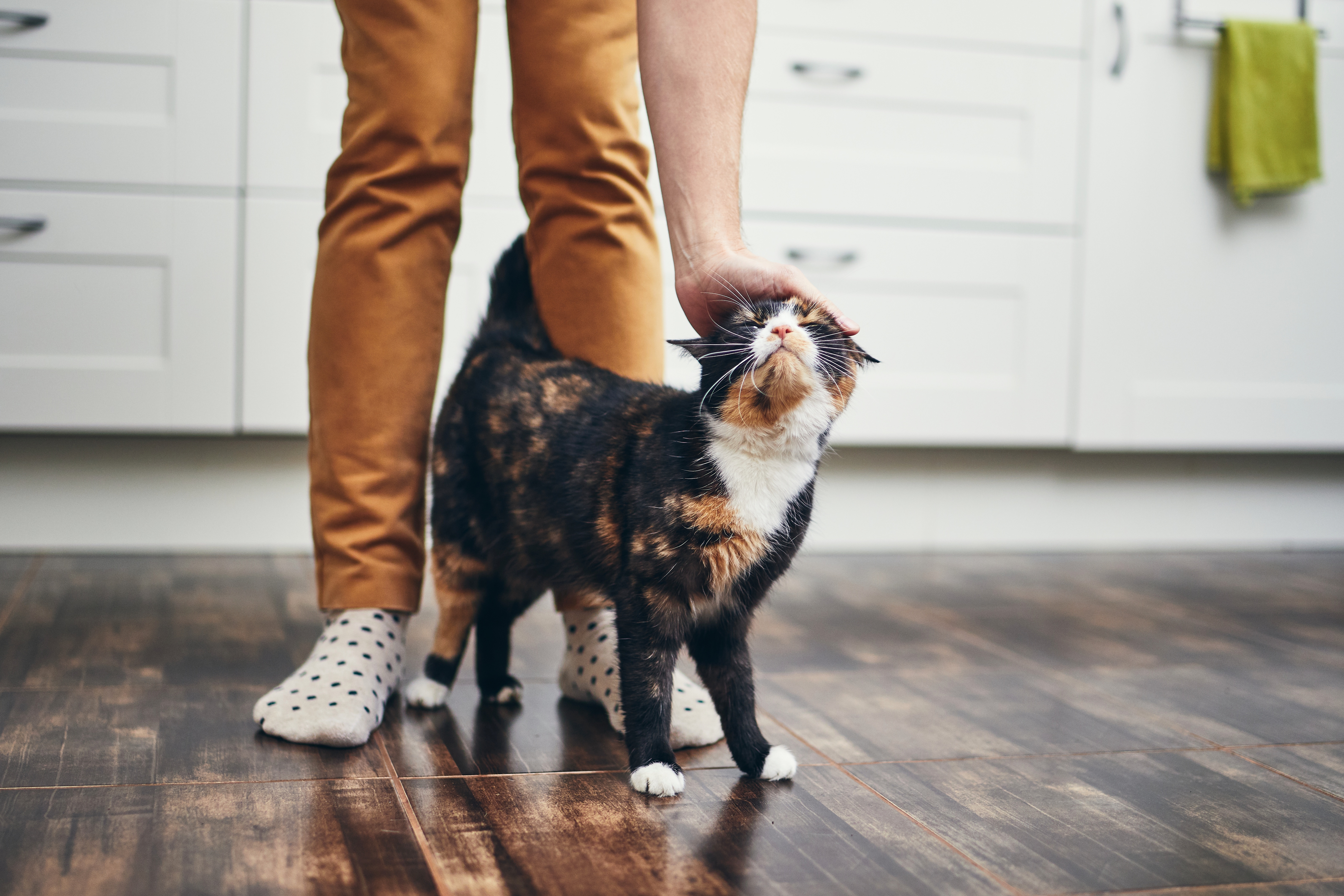 Dog-like cat breeds
