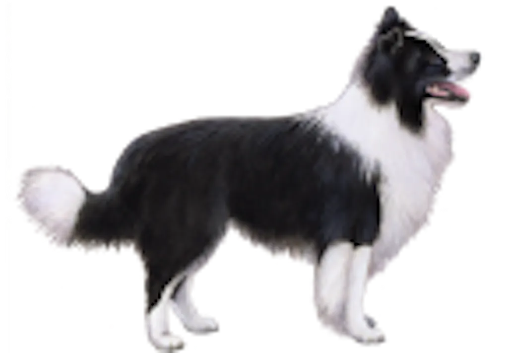 Shanxi Xigou Facts - Wisdom Panel™ Dog Breeds