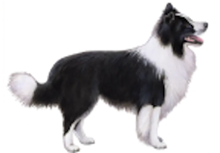 Breed Discovery Dog DNA Test by Wisdom™ | Most accurate dog breed test