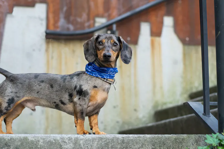 Wisdom Panel™ Team
