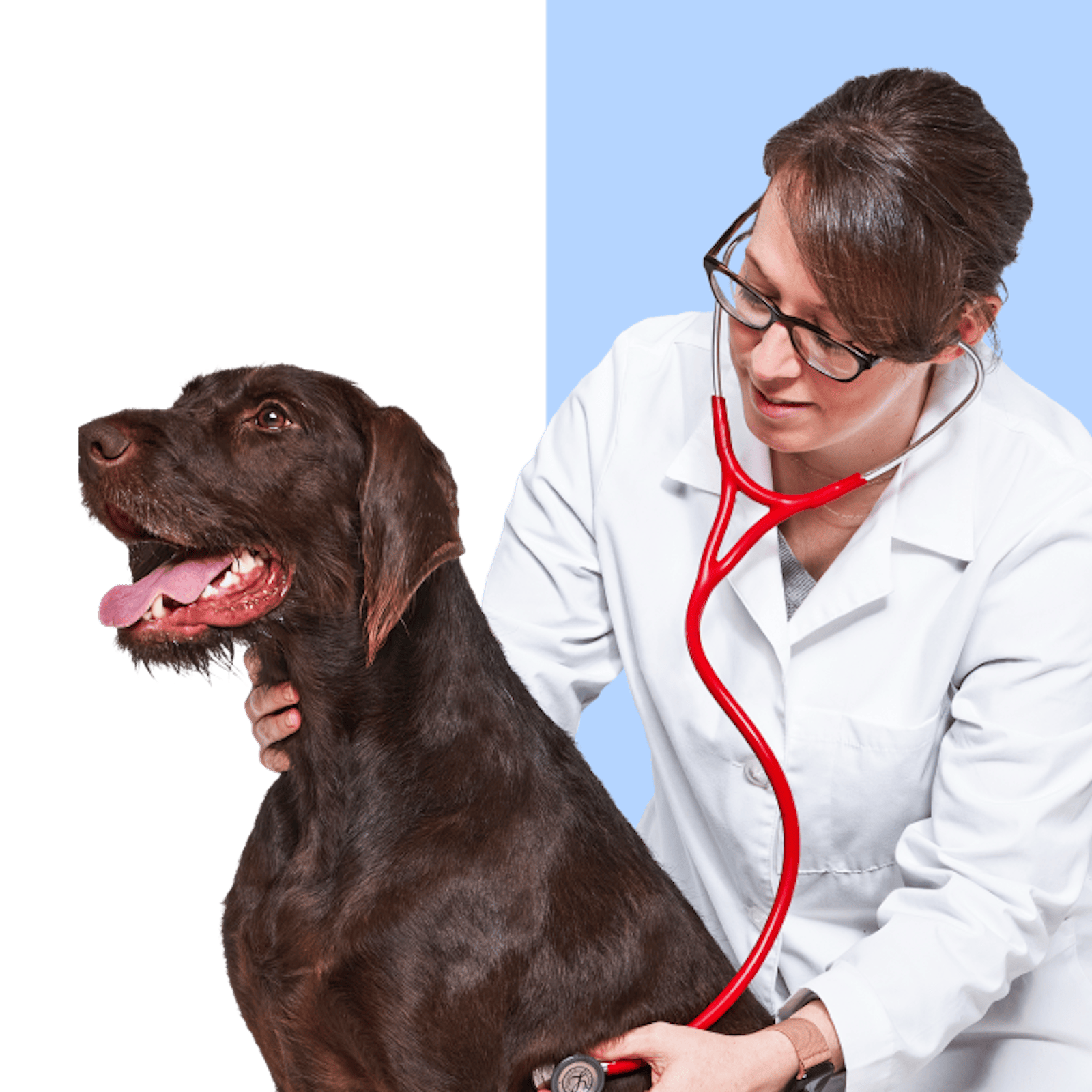 Wisdom Panel™ Premium dog DNA test | Most accurate breed detection