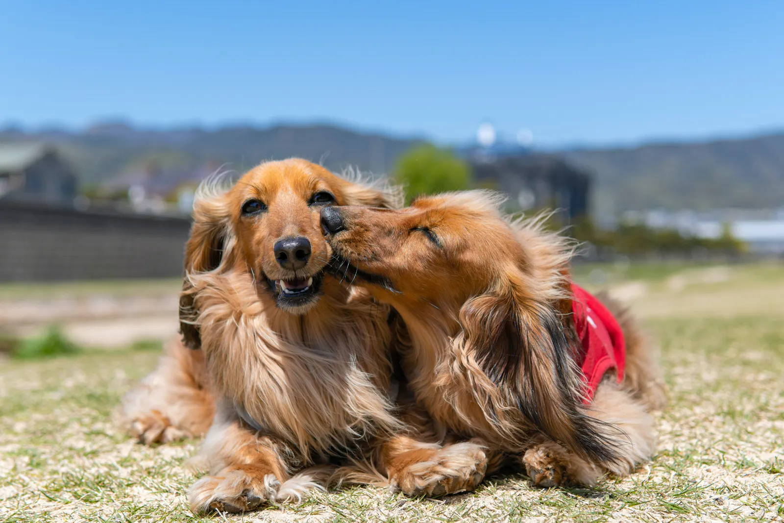 Affectionate Dog Breeds: Find the Sweetest Dog Breeds by Size