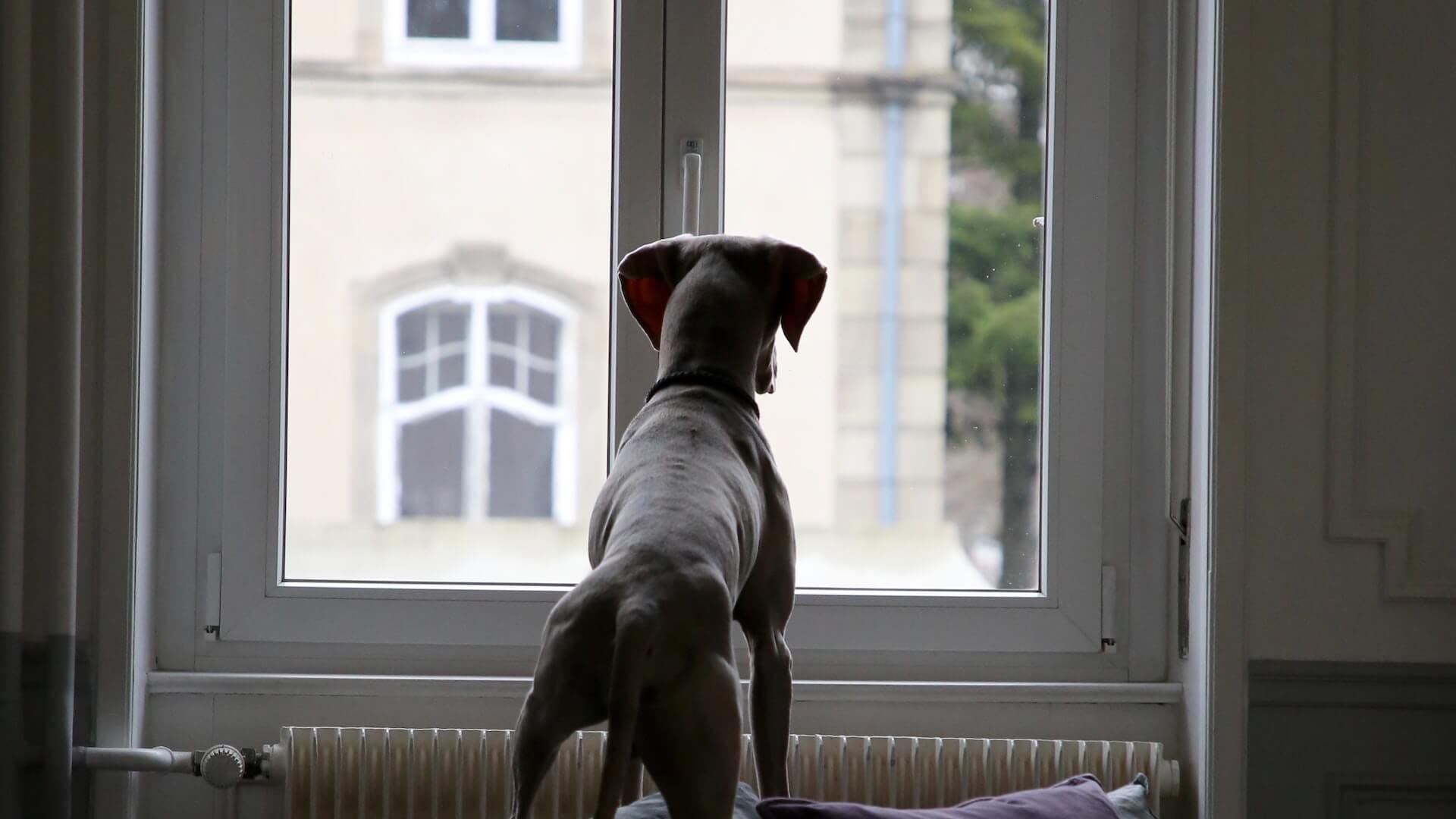 3 Ways Social Distancing Affects Your Dog (and What to Do About It)