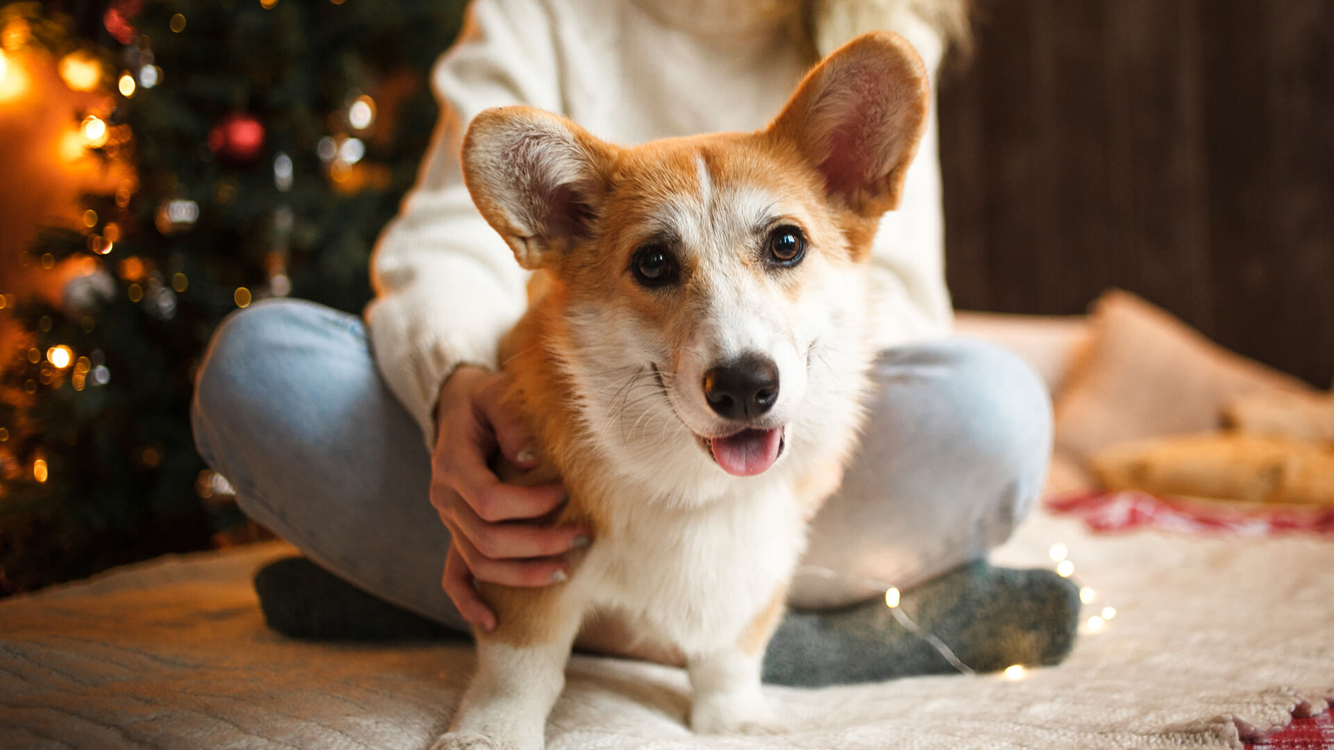 Holiday safety tips: How to have a happy, healthy season with your pets
