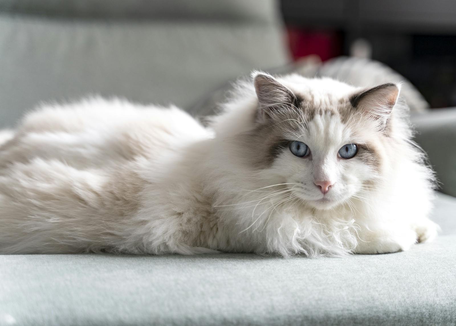 8 Common Genetic Diseases in Cats