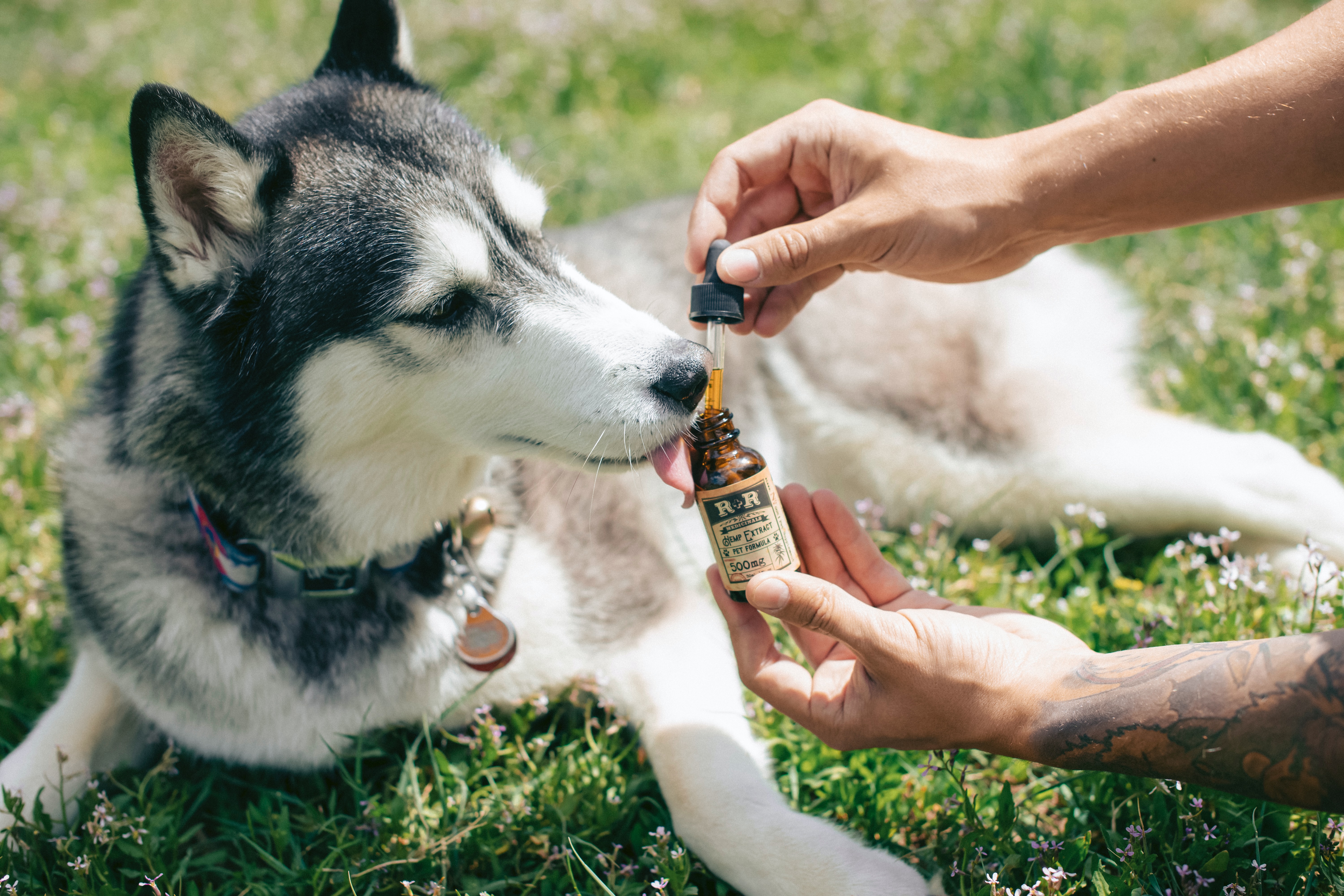 The latest scoop on CBD and pets