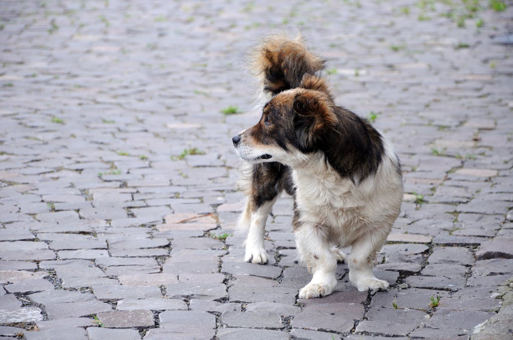 Short-legged dogs: why they exist and how short legs (might) affect ...