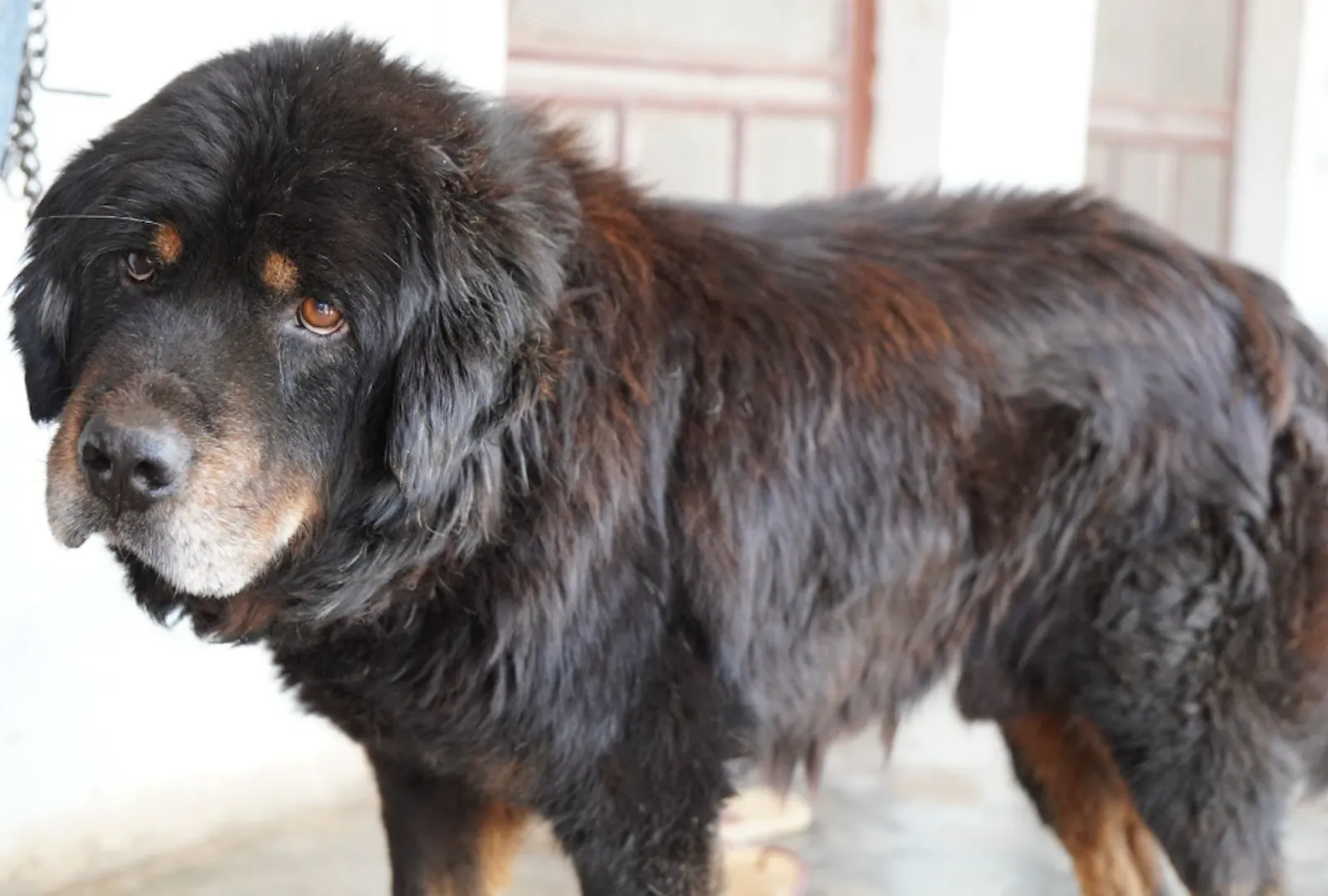 Himalayan Mountain Dogs, then and now