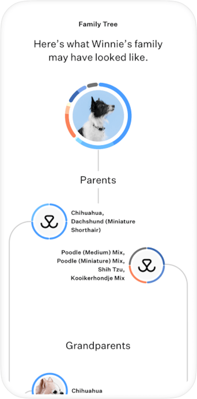 Wisdom Panel™ Essential dog DNA test | Most accurate dog breed test