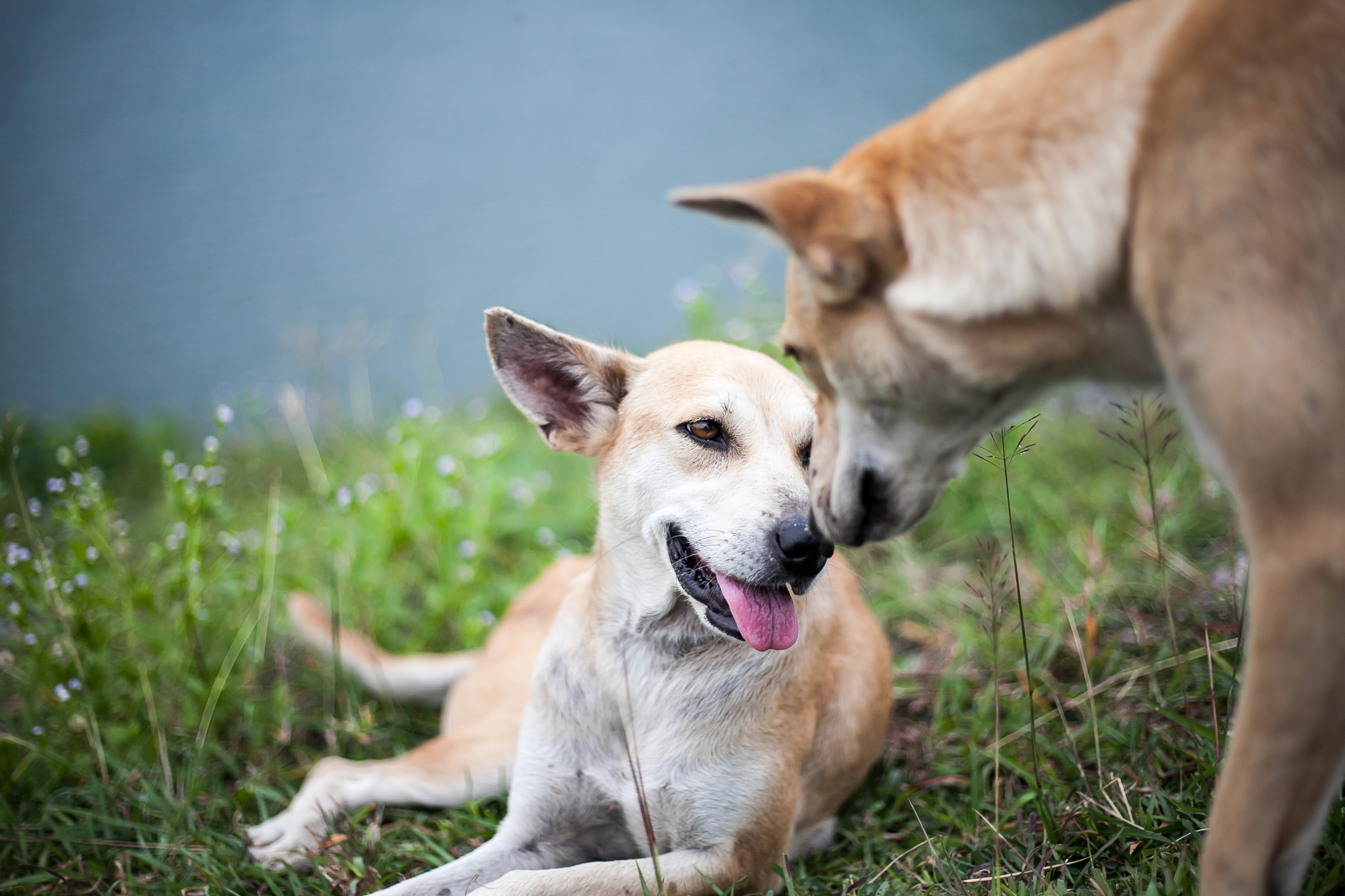 Can dogs recognize their relatives?