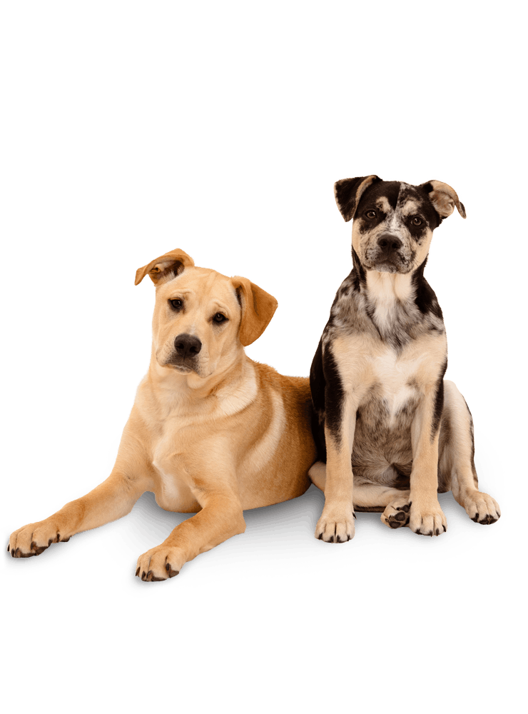 Wisdom Panel™ | World's most accurate dog DNA test service