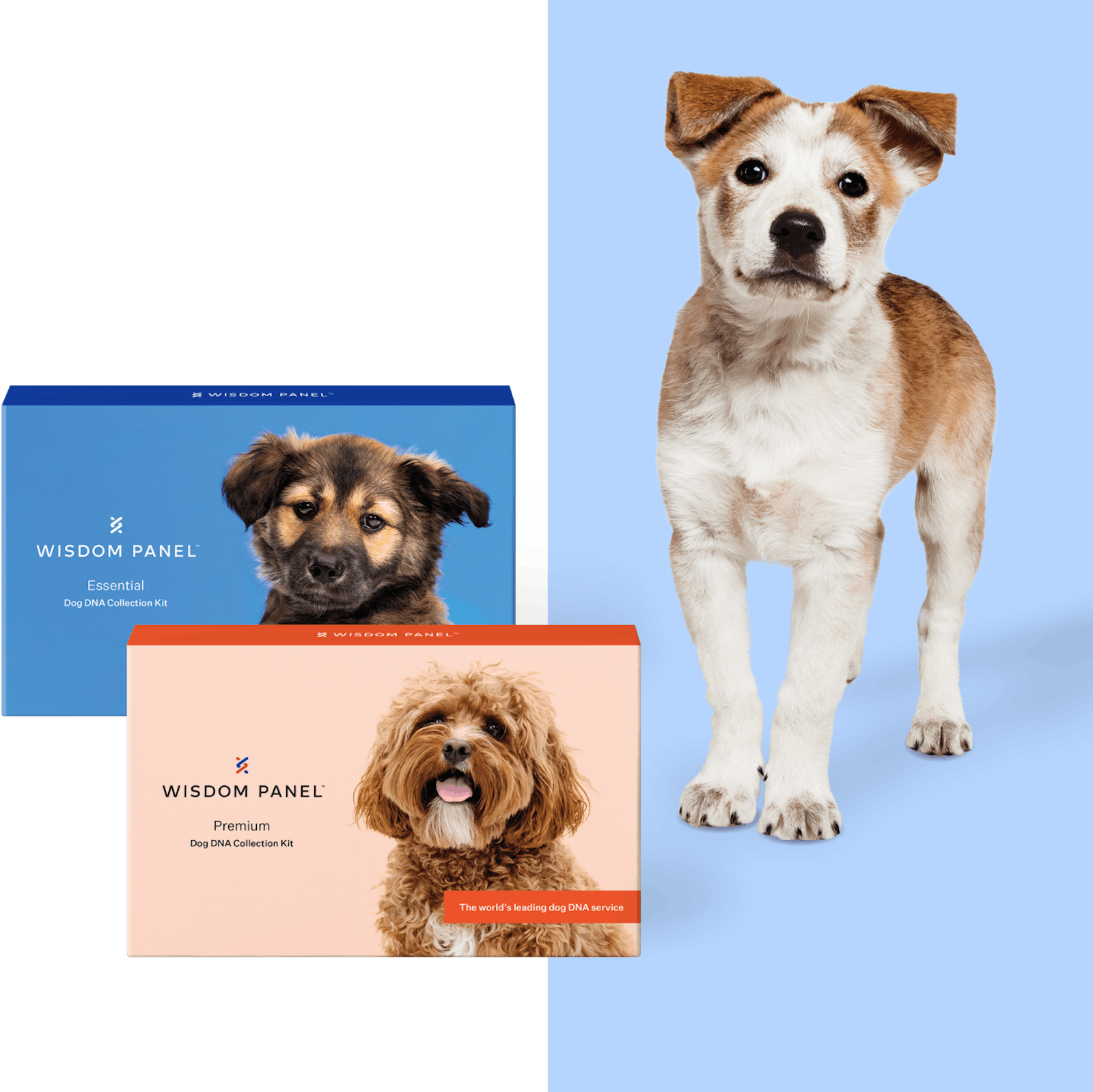 How to DNA test your dog or cat | The Wisdom Panel™ process