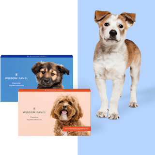 How to DNA test your dog or cat | The Wisdom Panel™ process