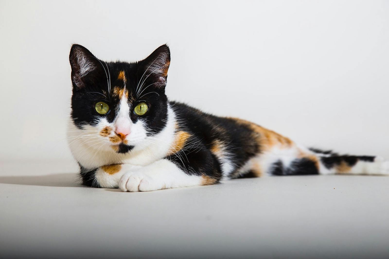 Can you judge a cat by their color? Survey says…