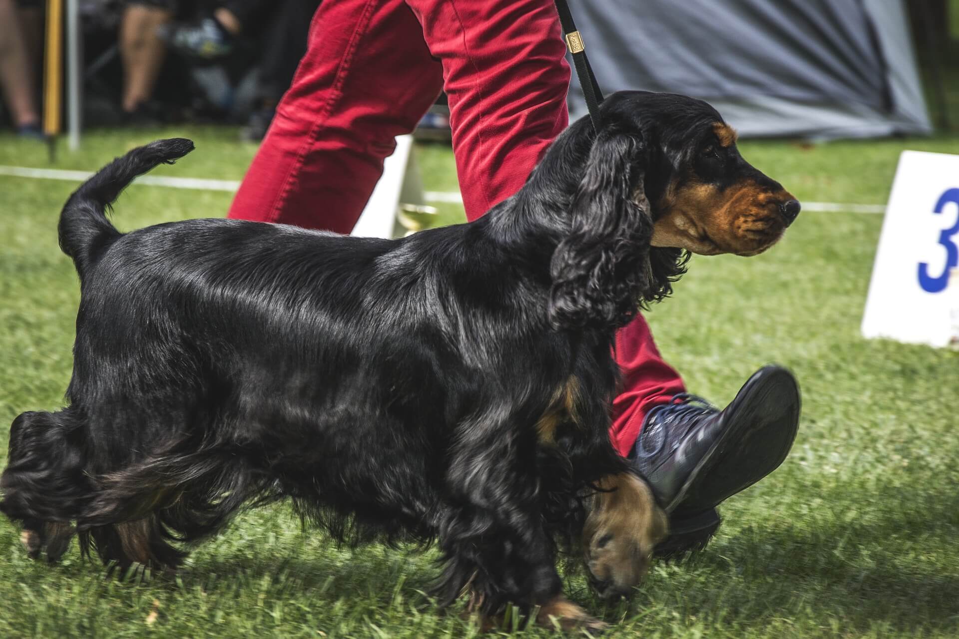 Dog shows 101: Explore the curious world of conformation competitions
