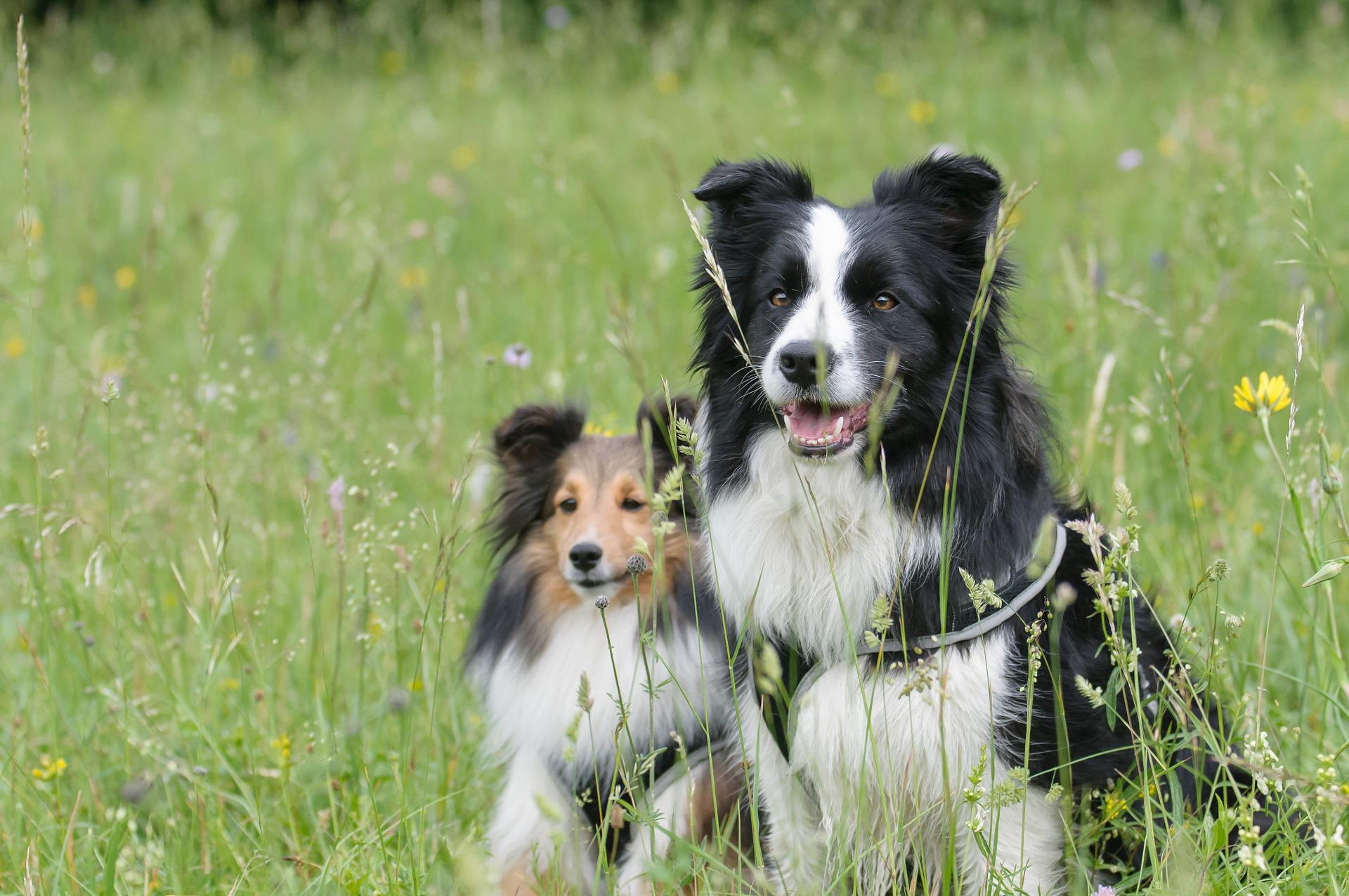 Herding dogs: everyone's favorite workaholic
