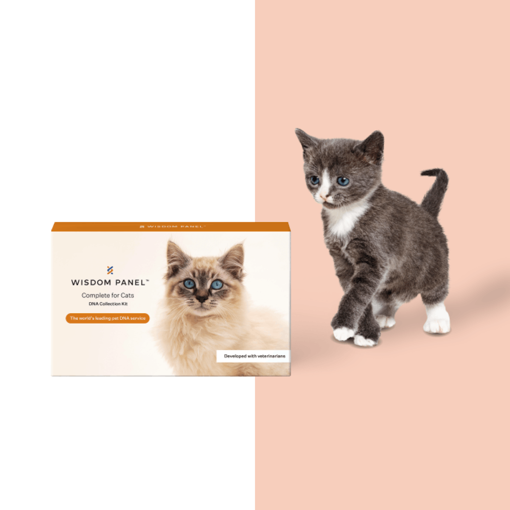 Browse cat breeds | Wisdom Panel™ breed library