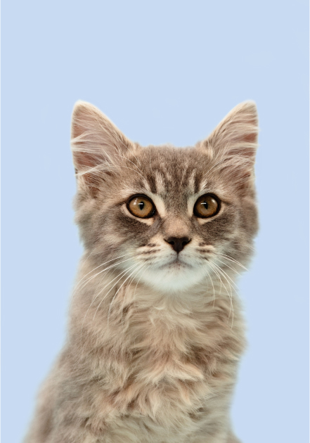 Prints Shop Cat Test Print Digital Prints Art & Collectibles etna.com.pe