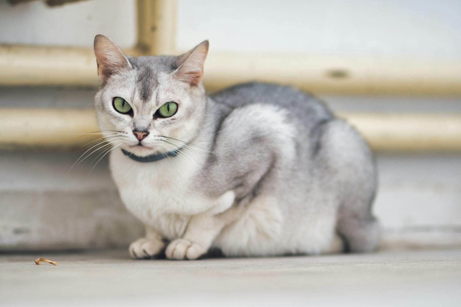 10 rare cat breeds you might not know about