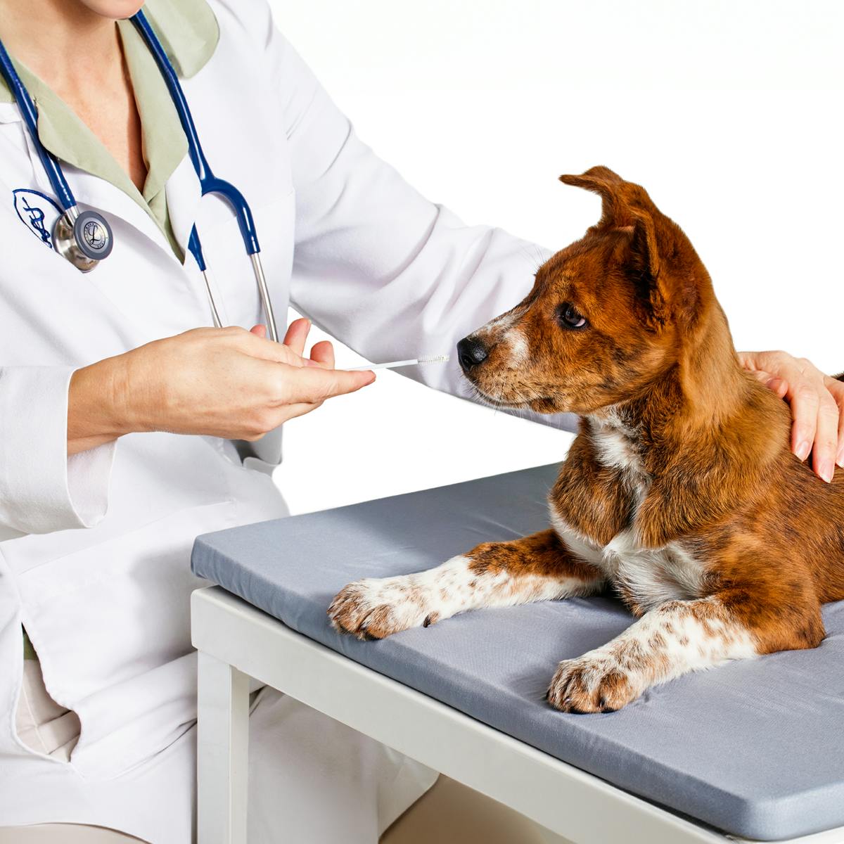 Wisdom Panel Veterinarians