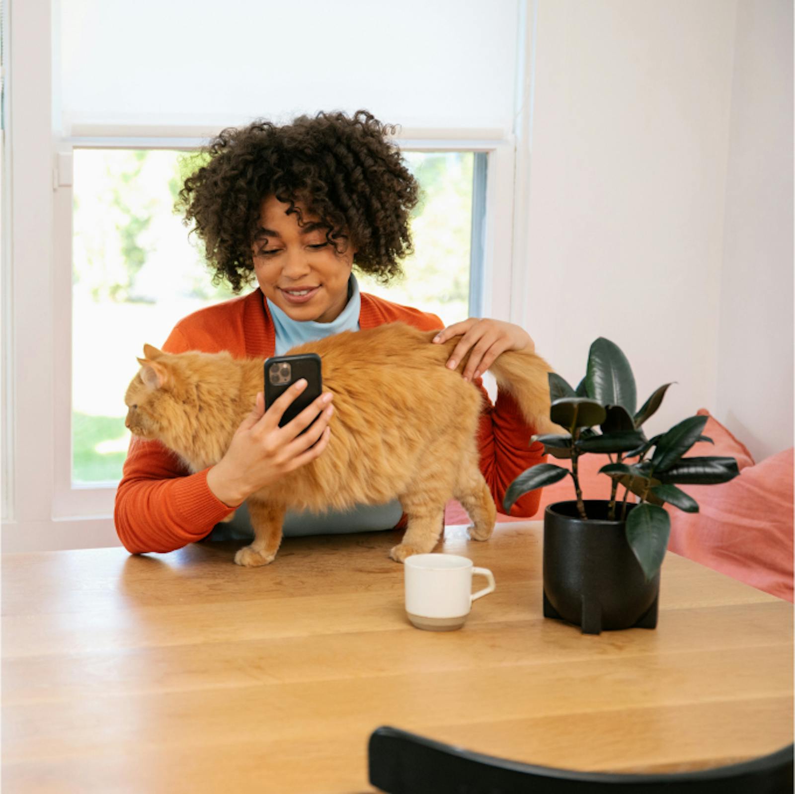 Shop cat DNA tests | Wisdom Panel™ Complete for Cats