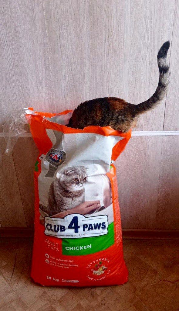 When possible, the Relief Team has also been delivering pet food to ...