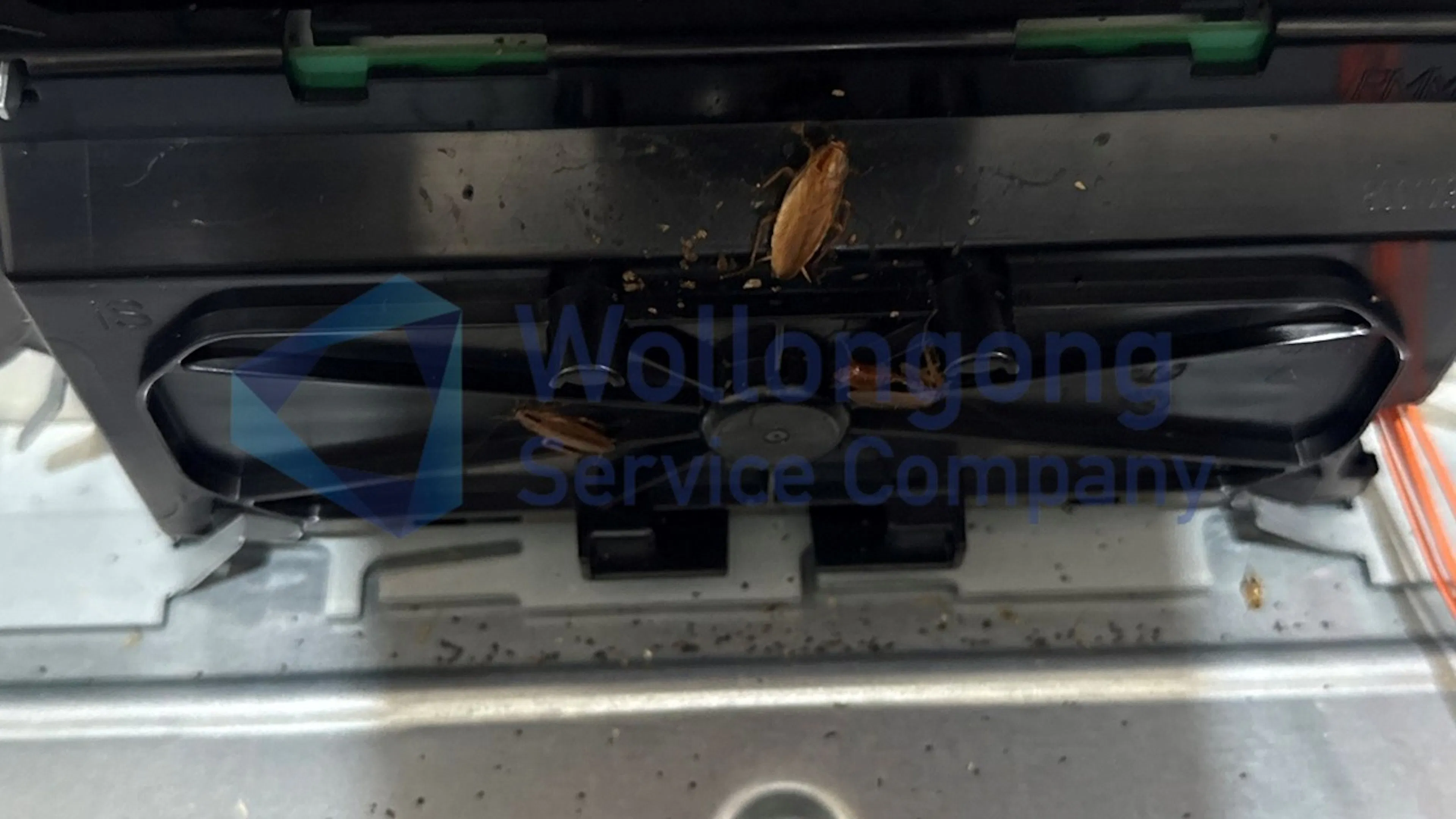 How Cockroaches Affect Appliances and What You Can Do About It ...