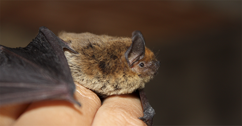 Miotis Lucifugus Myotis Lucifugus | Naturally Curious With Mary