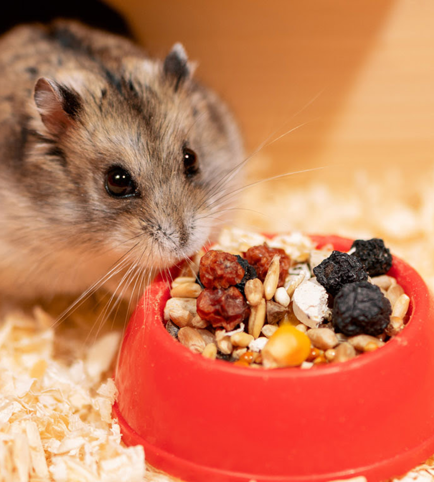 Contentserv PIM als nieuwe stap voor IJsvogel Retail