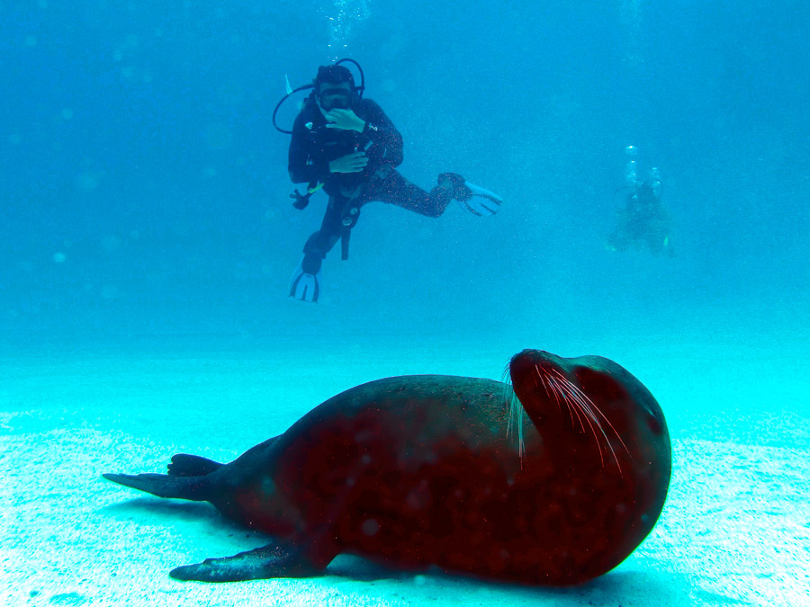 [8 days] Citizen Science Scuba Diving in the Galapagos | Yugen Earthside