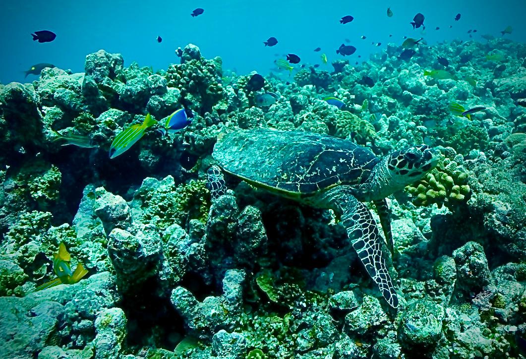 [8 days] Goidhoo Atoll Experience | Yugen Earthside