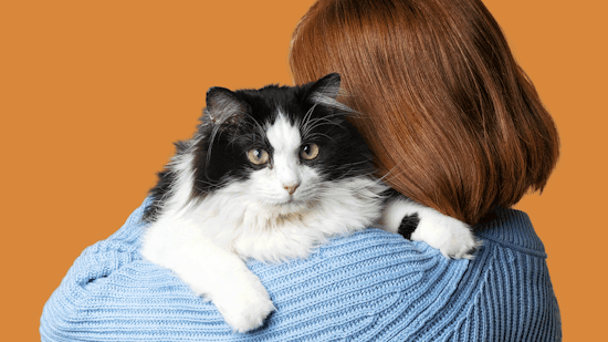 🐶 Petfolk 🐱 | Zero Studios